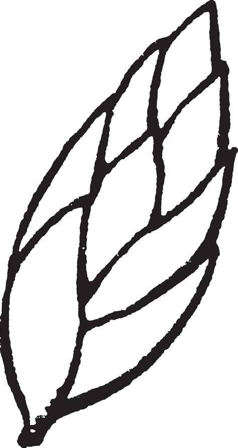 Imbricate Vintage Illustration 13600610 Vector Art At Vecteezy