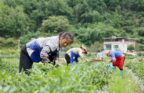 夏日喜收获【7】 图片频道 人民网