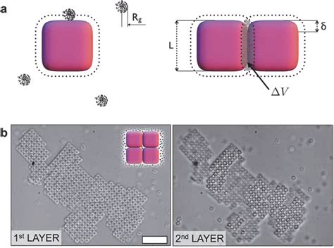 A Illustration Of The Depletion Effect Between Cubic Particles With Download Scientific