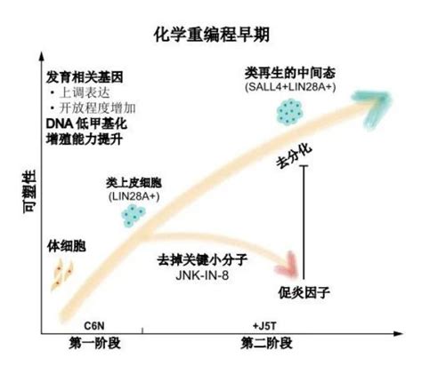 北大邓宏魁教授团队今日《自然》发文，诱导多能干细胞技术获重大突破！文献维宠宠物导航网