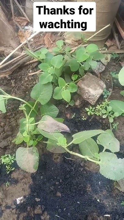 ஓம செடி வளர்ப்பு நாள் பட்ட சளி சரி செய்வதில் வல்லமை Part 1 Shorts Youtube Shorts Vedio