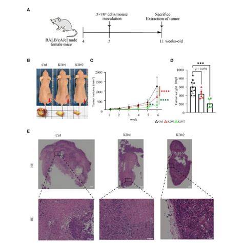 Lim1 Knockdown Suppressed Ec Tumor Growth In Vivo A Schematic Of The