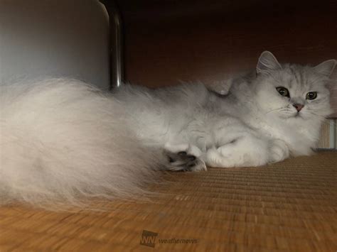 お客さんが来たにゃ〜💦 （何度も来てる） 東京都昭島市 N E K O と I N U と S O R A ウェザーニュース