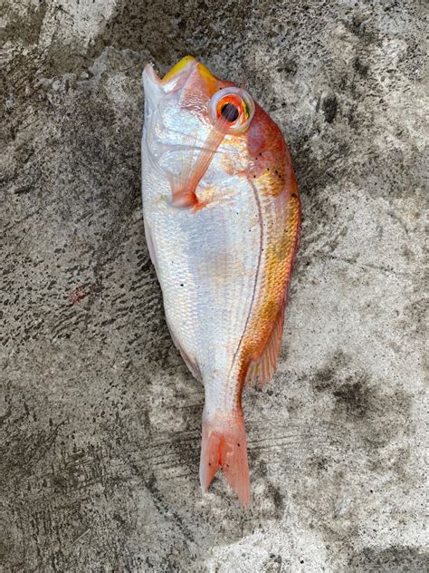 釣り人西野さん さんの 2022年09月17日のレンコダイの釣り・釣果情報福井県 若狭湾 アングラーズ 釣果500万件の魚釣り