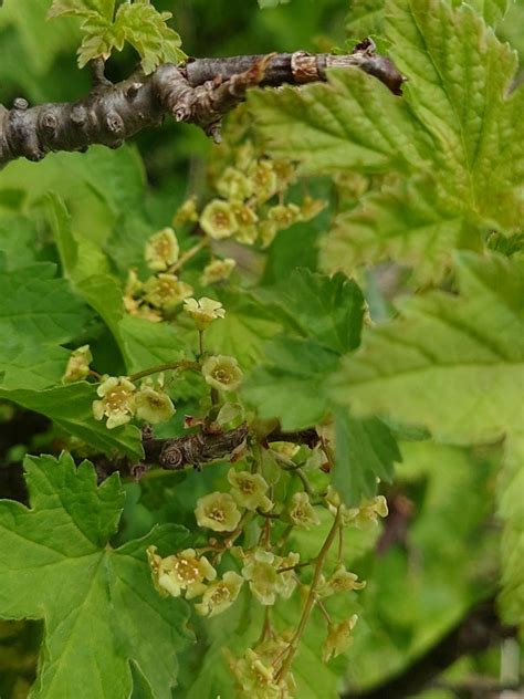 オオバンソウの花 スグリの花 その他 sekanndohausuのブログ
