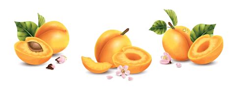 Realistic Apricot Compositions Set 26322222 Vector Art At Vecteezy
