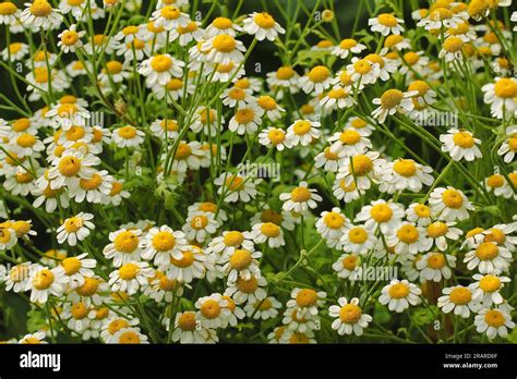 Chamomile Matricaria Chamomilla Stock Photo Alamy
