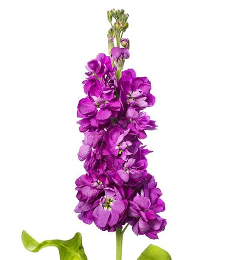 Matthiola Incana Matthiola Incana Anytime White Evanthia