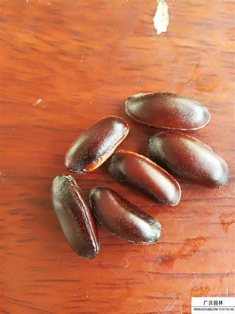 腊梅种子是巴豆吗 种子相关 沭阳县广汉园林苗木场