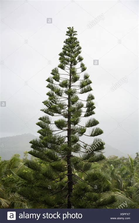 Triangular Shaped Tree Stock Photos Triangular Shaped Tree Stock Images Alamy