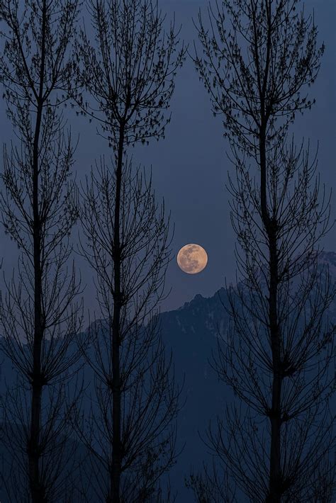 Moon Tree Wallpapers K HD Moon Tree Backgrounds On WallpaperBat