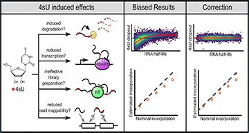 Correcting 4sU Induced Quantification Bias In Nucleotide Conversion RNA Seq Data RNA Seq Blog