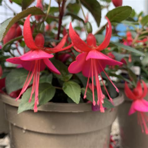 Hardy Fuchsia Display Lay Of The Land Ltd