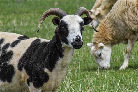 To Shear Or Not To Shear Sheep Shearing At Farm Sanctuary Farm