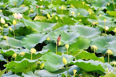 洪湖公園上百畝荷花開了，朋友圈已經被刷爆！ 每日頭條