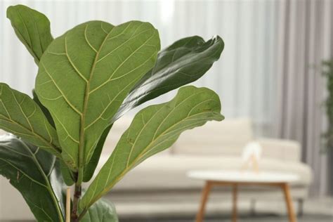 Temperature Requirements For Fiddle Leaf Figs Explained Thegrowingleaf