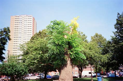 Truncated Tree Being And Formulating