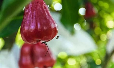 海南黑金刚莲雾