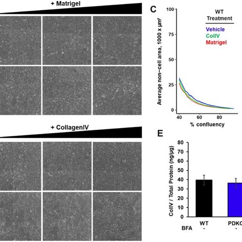 extracellular matrix deposition relieves cellular aggregation a wt