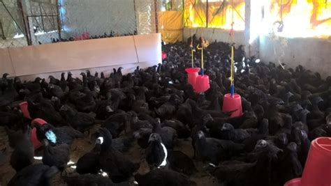 Kadaknath Black Chicken 25 Protein 073 103 Fat Rich In Iron