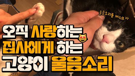 이 소리를 듣는다면 당신은 착한 집사에요 고양이 울음소리에 대한 모든것 Youtube