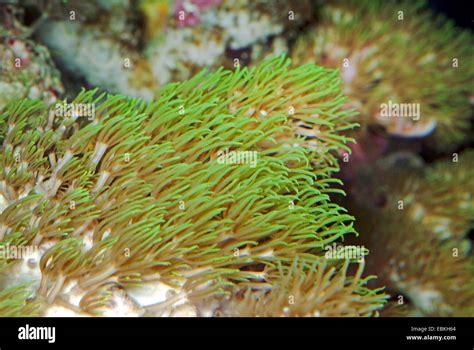 Briareum (Briareum spec Stock Photo - Alamy