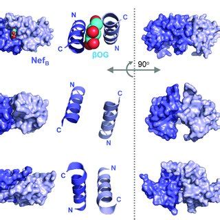 Comparison Of Dimer Structures Of Nef Nef Sh And