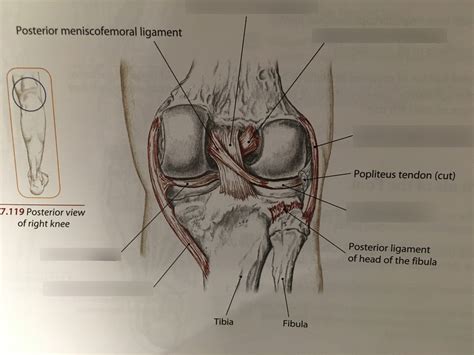 Posterior Knee Diagram Quizlet
