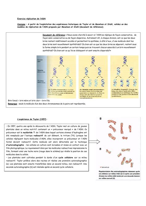 Exercice réplication de l adn