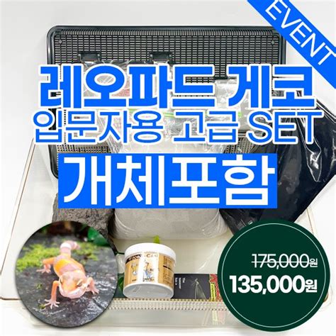Event 한정수량 레오파드 게코 입문 고급set 포춘다이노 파충류샵