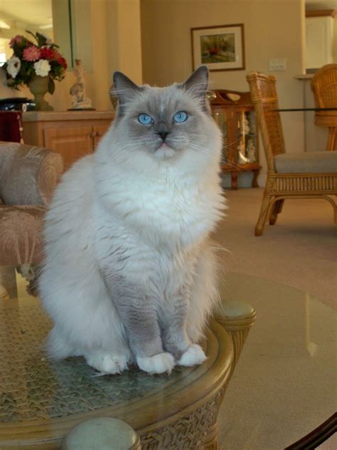 Рэгдолл взрослого картинки и фото Koshka Top