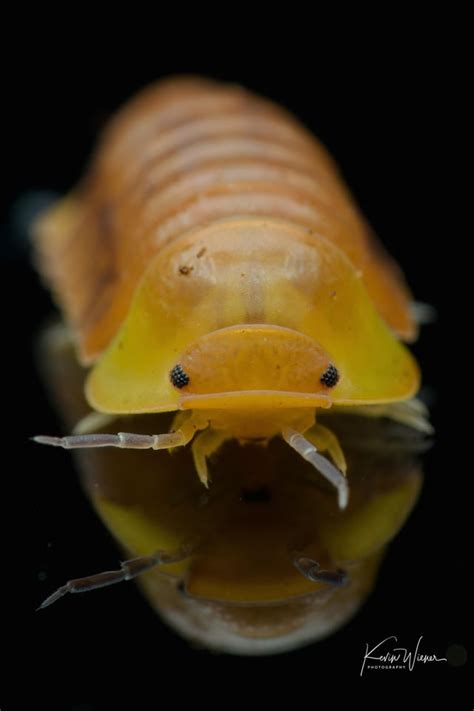 Rubber Ducky Isopods Cubaris Sp R Awwnverts