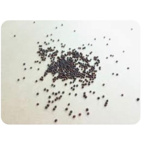 現貨家庭種菜送種子綠花椰 苗芽菜 專用育苗盤 孔徑約1mm與2mm 雙用 豆芽盤 貓草盒 小麥草 帶蓋拖盤 家中種菜 蝦皮購物
