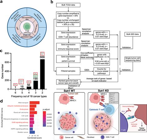 a computational pipeline for identifying gene targets and signalling pathways in cancer cells to