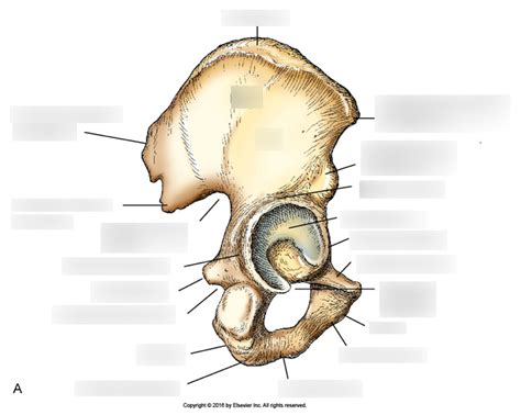 Rad 105 Lateral Pelvis Anatomy Diagram Quizlet
