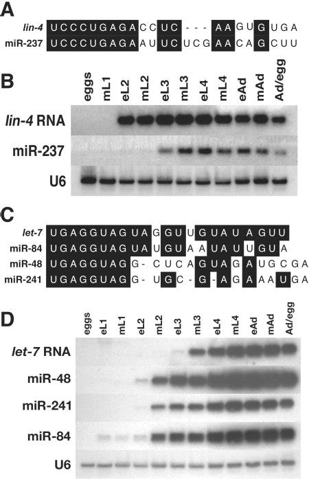 Temporal Expression Of The Lin 4 And Let 7 Mirna Families Throughout C