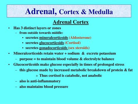 Urinary System Endocrine System Male Reproductive System Ppt Download
