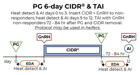 Beef Synchronization Protocols And Their Benefits Abs Global Us