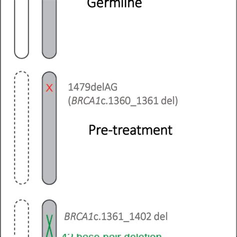 Schematic Of Brca1 Reversion Mutation In Pre Treatment Tumor Compared