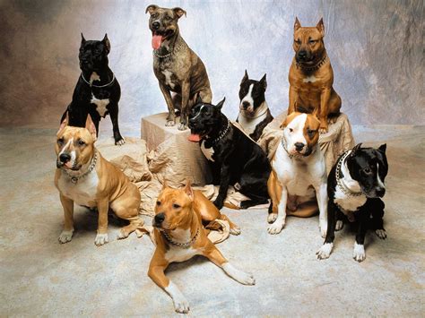 Razas De Perros Considerados Potencialmente Peligrosos Postposmo Postposmo