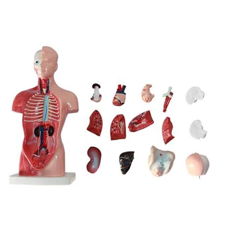 Cm Mod Le De Torse Humain Anatomie Mod Le Corps Humain D Assembl E Anatomique Mod Le D