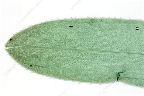 Canadian Pondweed Leaf Light Micrograph Stock Image C0114400