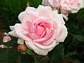 Category:Rosa 'Petit Trianon' - Wikimedia Commons