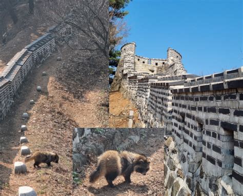 만추의 남한산성 행궁 And 암문의 너구리