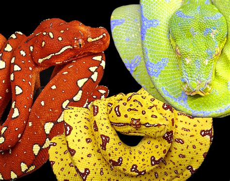Get Stunning Green Tree Pythons For Sale Wilbanks Captive Bred Reptiles