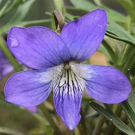 Chuxay Garden Viola Pedatifida Prairie Violetcrow Foot
