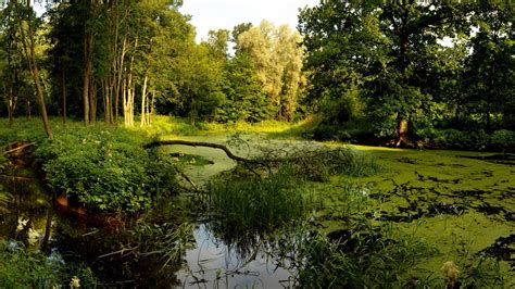 Swamp Wallpapers for Desktop (73+ images)