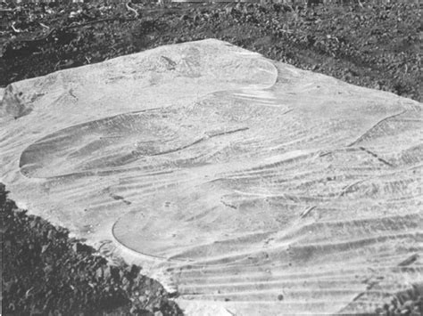 Soil Solarization For Control Of Soilborne Diseases Oklahoma State