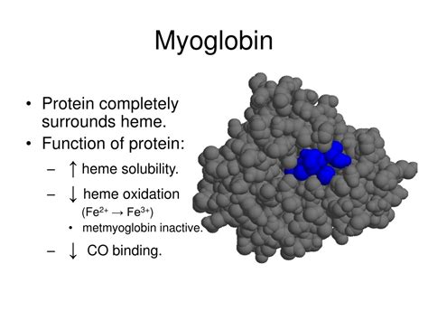PPT Myoglobin And Hemoglobin Functions Structures And Oxygen Binding PowerPoint