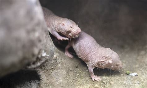 Do Naked Mole RATS Hold Secret To Reversing The Menopause Daily Mail